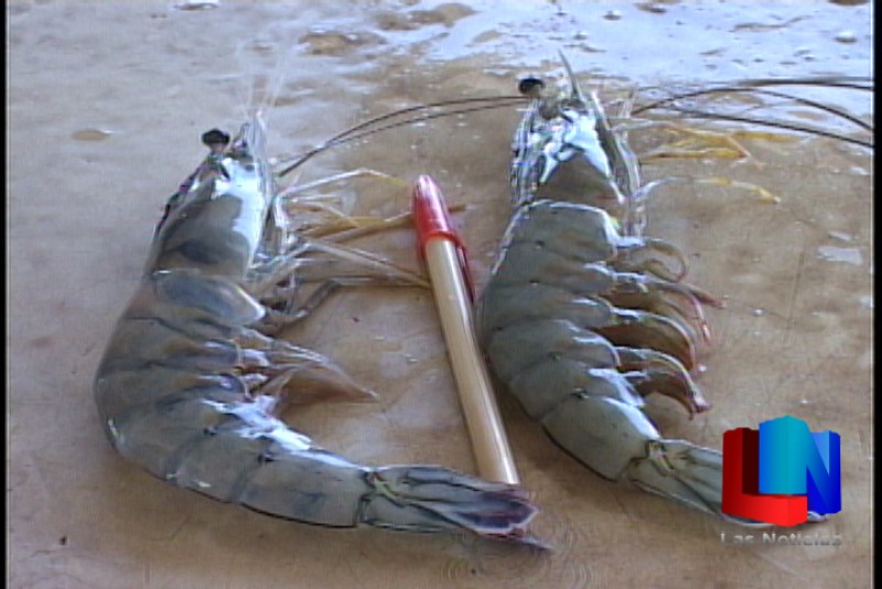 Buena cantidad pero poca calidad en los primeros lances: Mireya Acuña ...